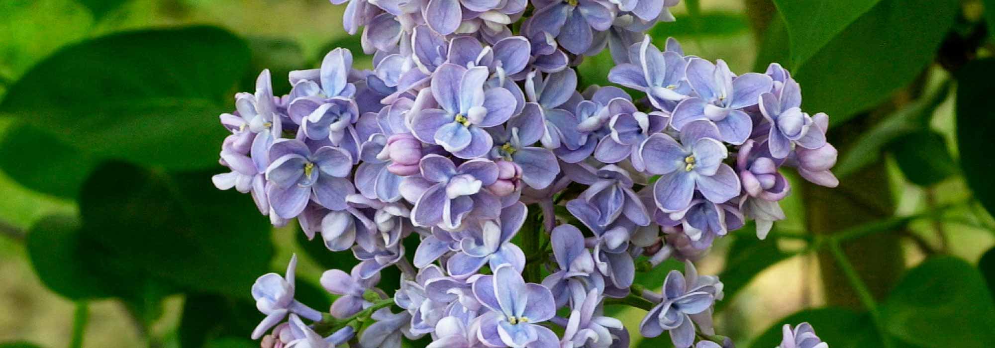 Lilas, syringa vulgaris : planter, tailler et entretenir - Nos conseils