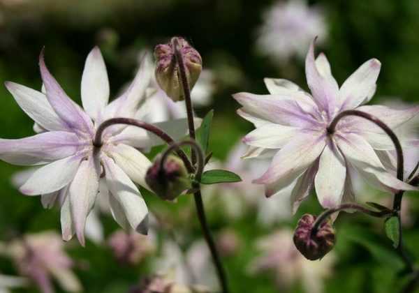 Ancolies, Aquilegia : semis, plantation et entretien