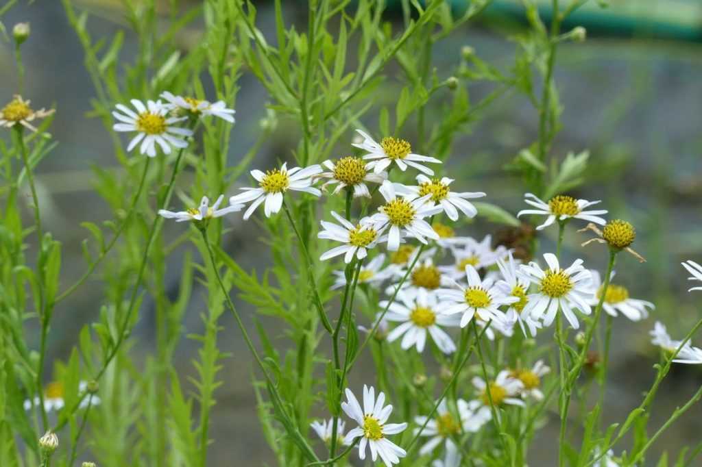 Kalimeris : plantation, culture et entretien - Nos conseils
