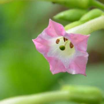 Tabac d’Ornement Sensation en mélange - Nicotiana alata - Tabac ailé ...
