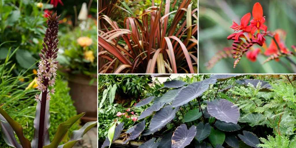 Eucomis, Fleur ananas : nos conseils de plantation, culture et entretien