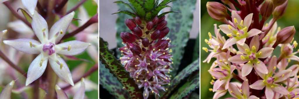 Eucomis, Fleur ananas : nos conseils de plantation, culture et entretien