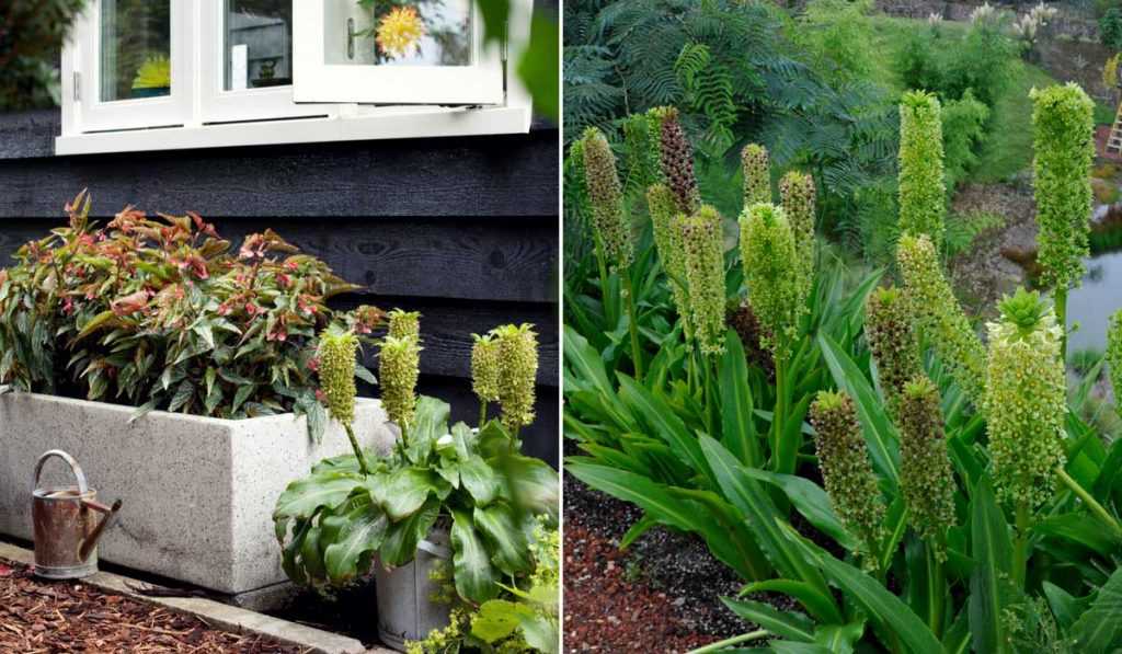 Eucomis, Fleur ananas : nos conseils de plantation, culture et entretien