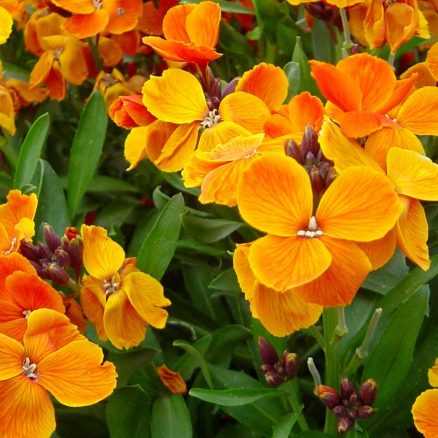 Giroflée : semis, plantation, taille et entretien - Conseils jardin