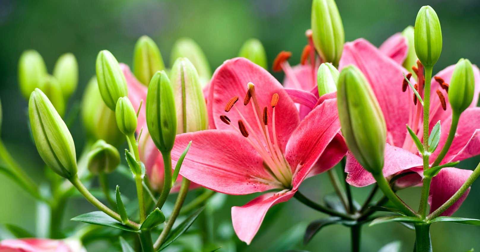 Lis, lys ou Lilium : plantation, entretien et culture