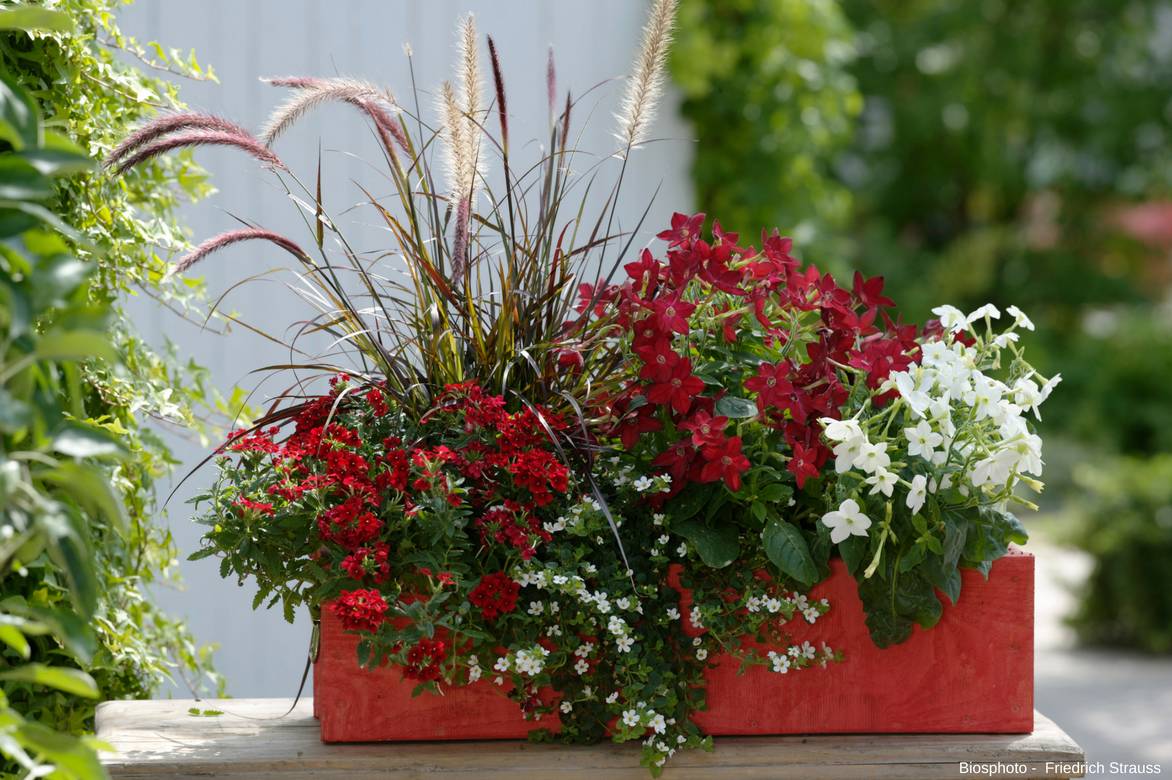 Tabac d'ornement, nicotiana : semer, planter et cultiver - Nos conseils