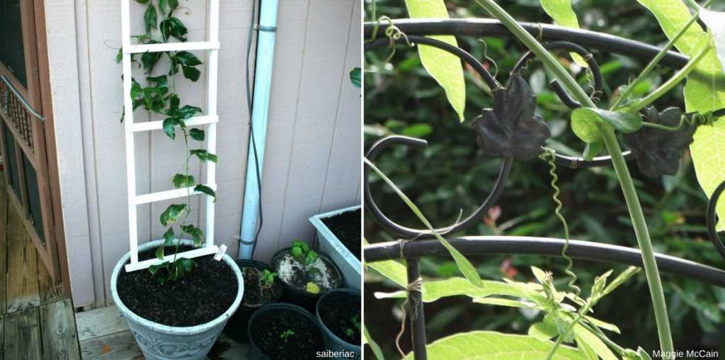 Passiflore, Fleur de la passion : planter, cultiver, tailler - Promesse ...