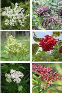 Sureau, sambucus : planter, cultiver, tailler - Promesse de Fleurs