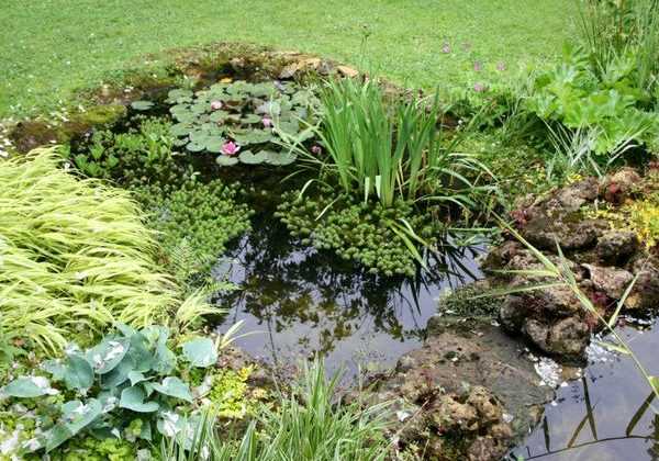 Plantes Pour Bordure De Bassin