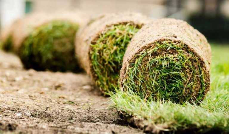 Avoir un beau gazon, en 10 questions - réponses - Conseils et astuces