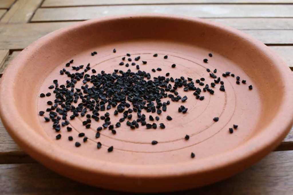 Oignon : semis, plantation, culture et récolte - Conseils potager