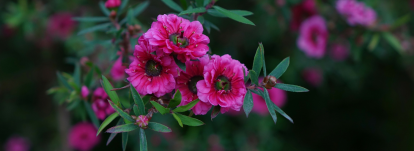 Leptospermum scoparium Martini - Arbre à thé à fleurs roses à coeur sombre