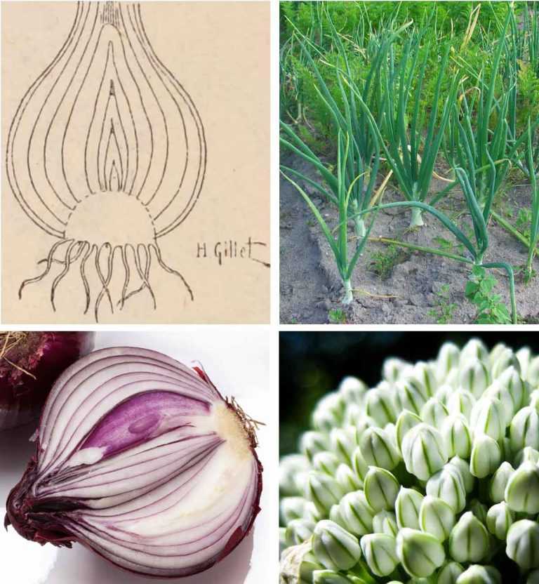Oignon : semis, plantation, culture et récolte - Conseils potager