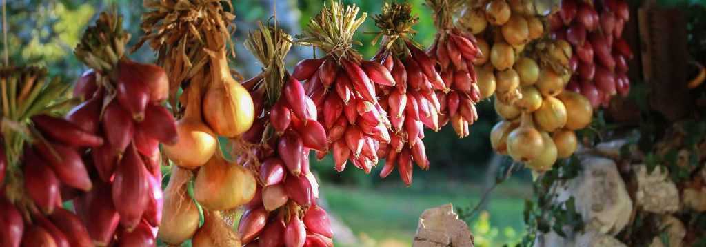 Oignon rocambole - légume perpétuel - Allium cepa proliferum
