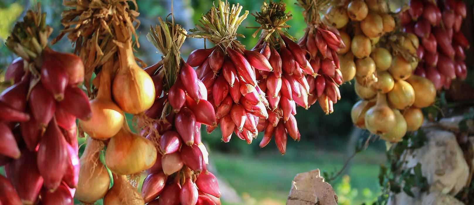 Oignon : semis, plantation, culture et récolte - Conseils potager