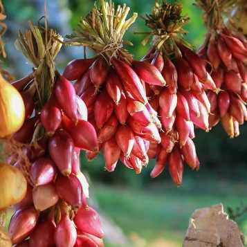 Oignon rocambole - légume perpétuel - Allium cepa proliferum