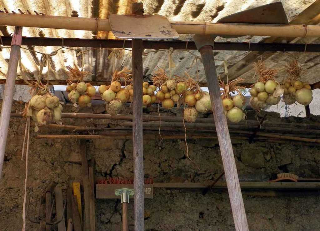 Oignon : semis, plantation, culture et récolte - Conseils potager