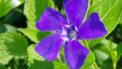 Vinca minor- Petite pervenche - Couvre sol persistant à fleurs bleu ...