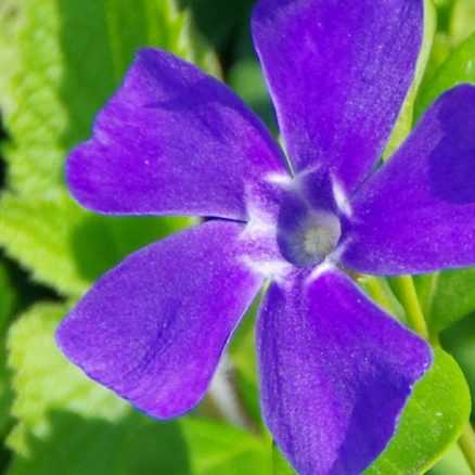 Pervenche : planter, cultiver et entretenir - Nos conseils - Promesse ...