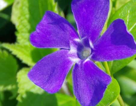 Pervenche : planter, cultiver et entretenir - Nos conseils - Promesse ...