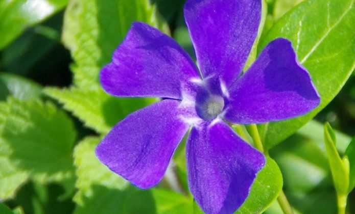 Pervenche : planter, cultiver et entretenir - Nos conseils - Promesse de Fleurs