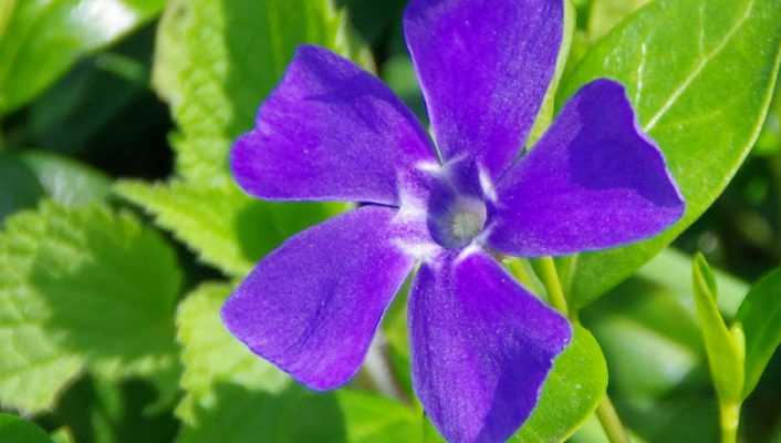 Pervenche : planter, cultiver et entretenir - Nos conseils - Promesse ...
