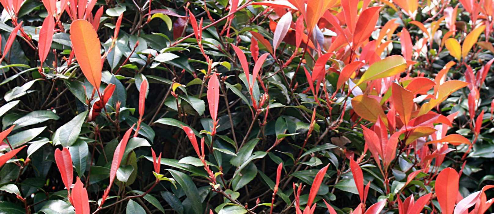 Photinia : plantation, taille et entretien - Nos conseils