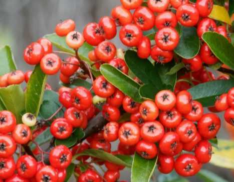 Pyracantha coccinea Red Column - Buisson ardent à baies rouges