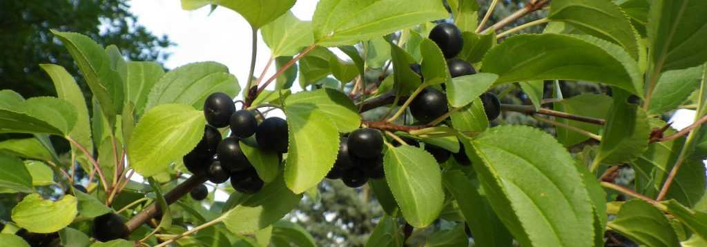 Rhamnus frangula - Bourdaine - Frangula alnus - Arbuste champêtre