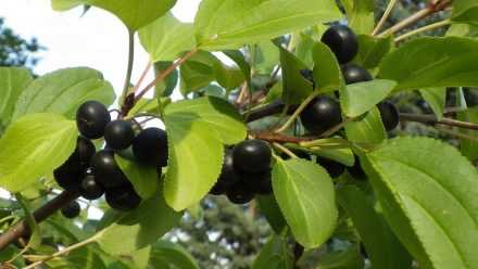 Rhamnus frangula - Bourdaine - Frangula alnus - Arbuste champêtre