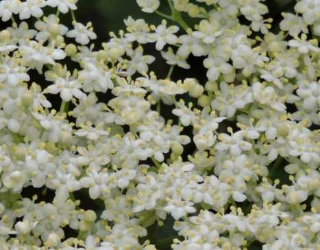 Sureau, sambucus : planter, cultiver, tailler - Promesse de Fleurs