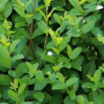 Ligustrum vulgare - Troène commun ou d'Europe - Arbuste de haie