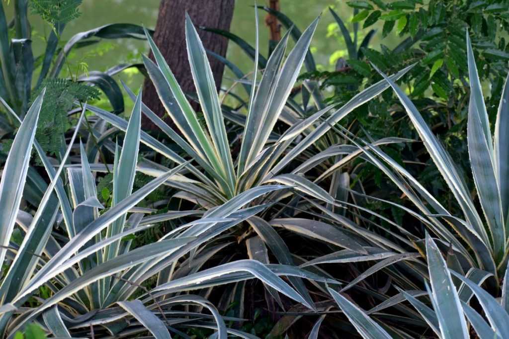 Yucca d'extérieur : choix, plantation, entretien, en pot ou au jardin ...