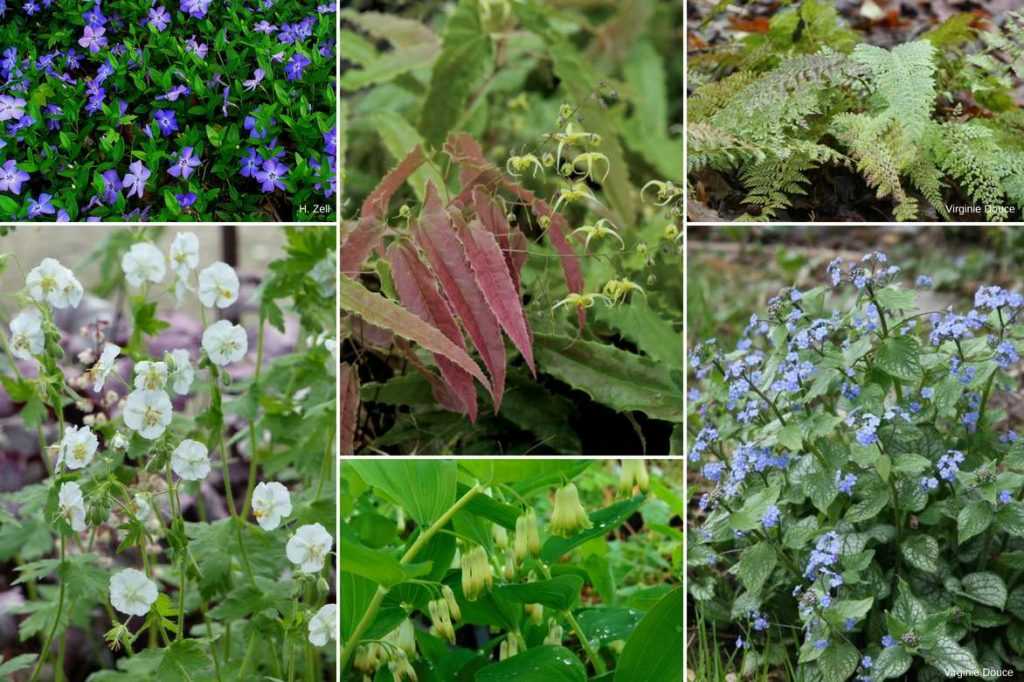 Pervenche : planter, cultiver et entretenir - Nos conseils - Promesse de Fleurs