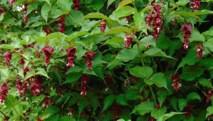 Leycesteria formosa Golden Lanterns - Arbre aux faisans à feuilles dorées