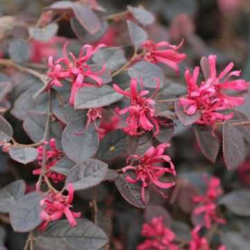 Loropetalum chinense Ever Red (Chang Nian Hong) - Arbuste pourpre