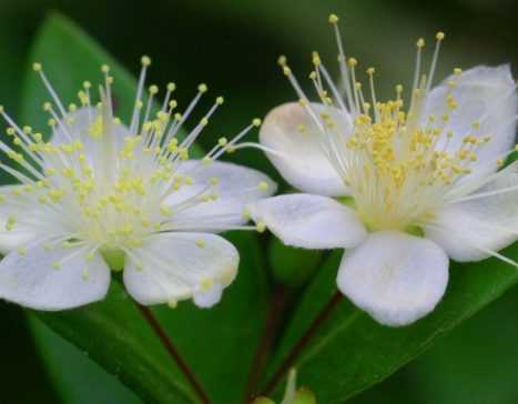 Myrte commun Tarentina - Myrtus communis compact et dense, peu exigeant