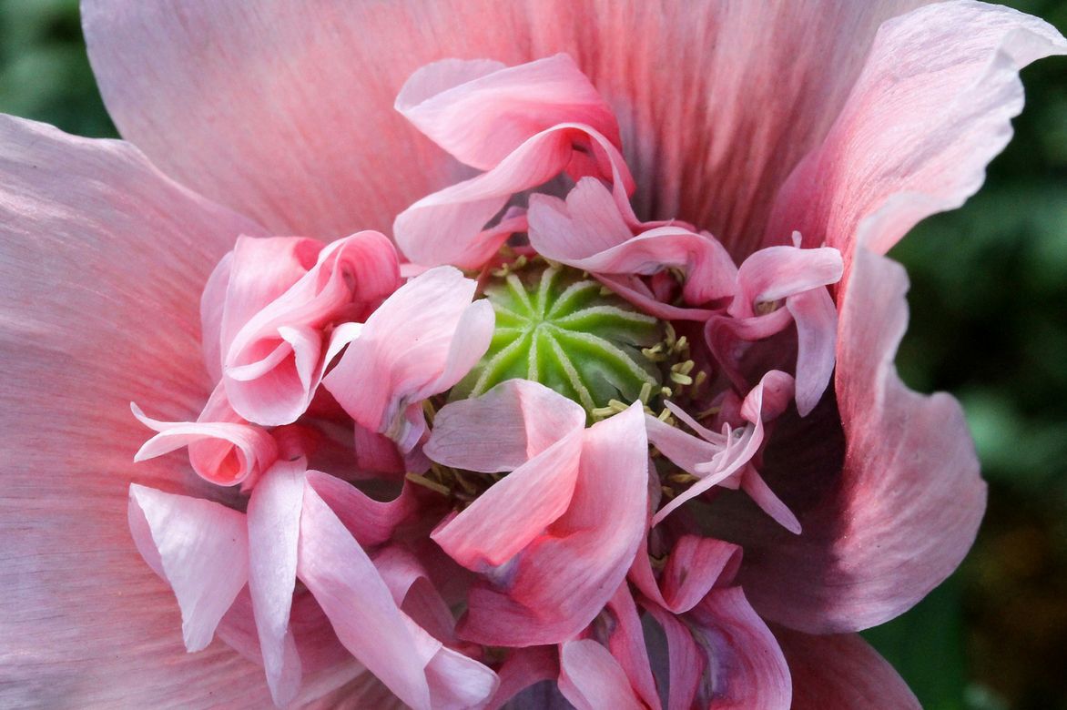 Coquelicots et pavots annuels : semer, cultiver et entretenir - Blog ...