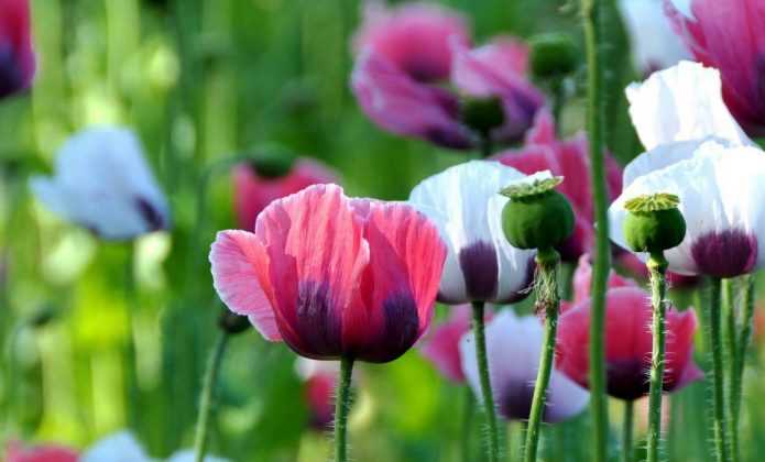 Pavot d'Orient ou Papaver orientale : comment les cultiver