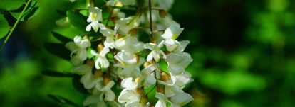 Robinia pseudoacacia Umbraculifera - Acacia boule à couronne sphérique