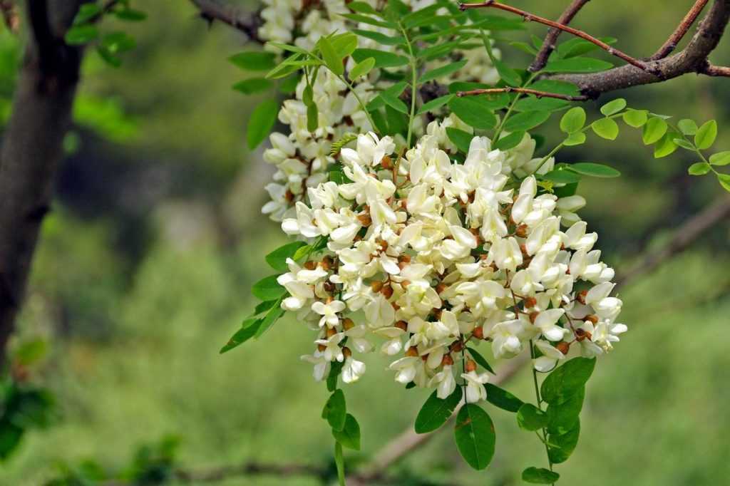 Robinier, Faux acacia : planter, tailler et entretenir - Promesse de Fleurs