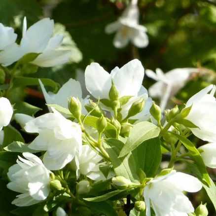 Seringat, Philadelphus : plantation, taille, bouture - Promesse de Fleurs