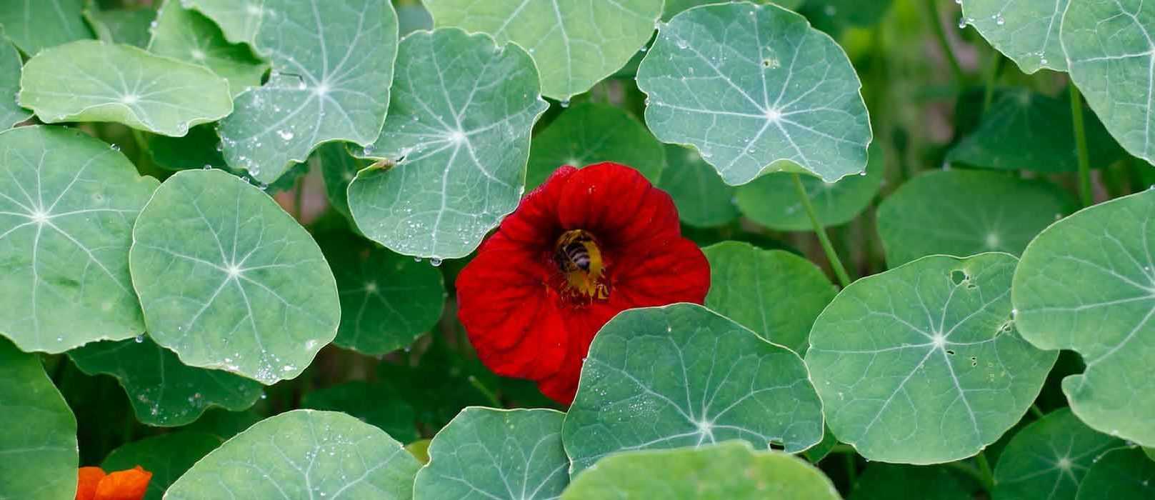 Capucine : semer, planter, entretenir - Promesse de Fleurs