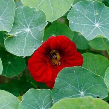 Capucine tubéreuse - Tropaeolum tuberosum, vivace et grimpante