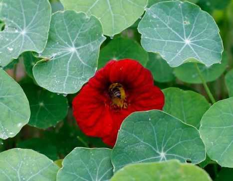 Capucine tubéreuse - Tropaeolum tuberosum, vivace et grimpante