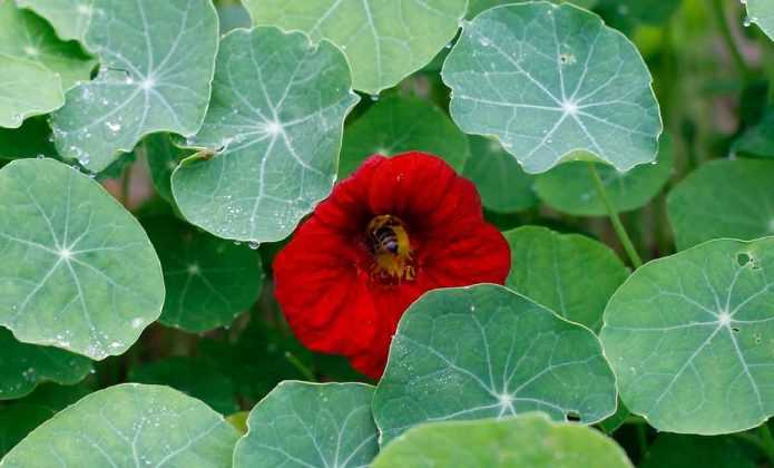 Capucine tubéreuse - Tropaeolum tuberosum, vivace et grimpante