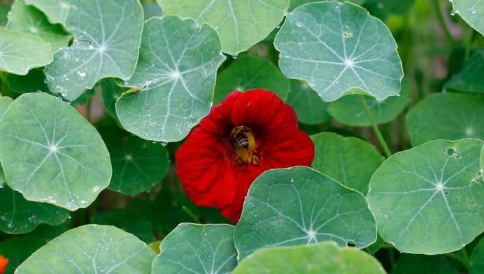 Capucine tubéreuse - Tropaeolum tuberosum, vivace et grimpante