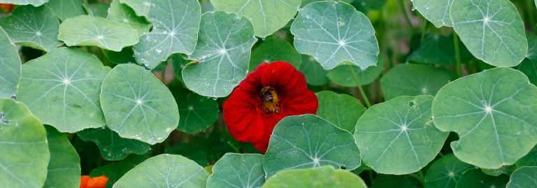 Capucine tubéreuse - Tropaeolum tuberosum, vivace et grimpante