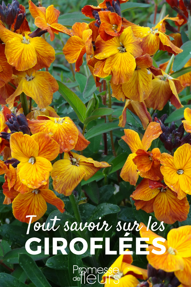 Giroflée : semis, plantation, taille et entretien - Conseils jardin