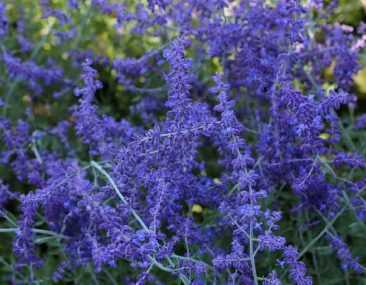 Perovskia atriplicifolia Blue Spire - Sauge d'Afghanistan à fleurs bleues